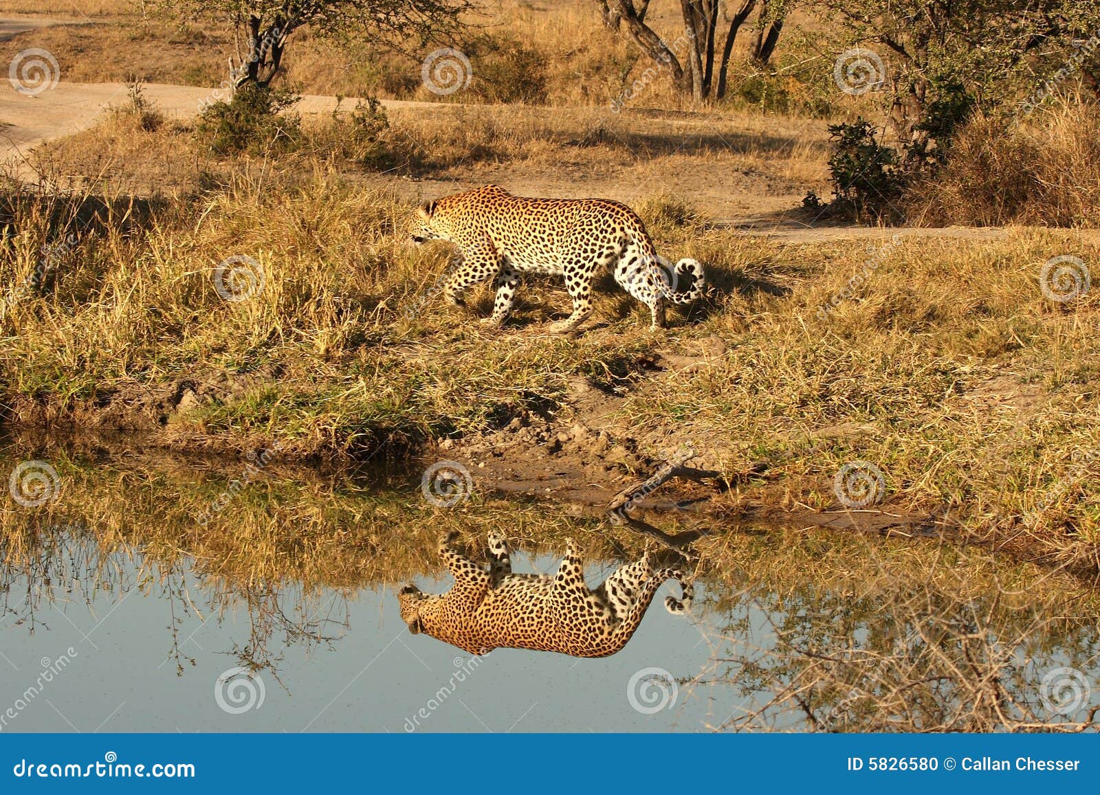 Leopard in the Sabi Sands stock photo. Image of pond, predator - 5826580