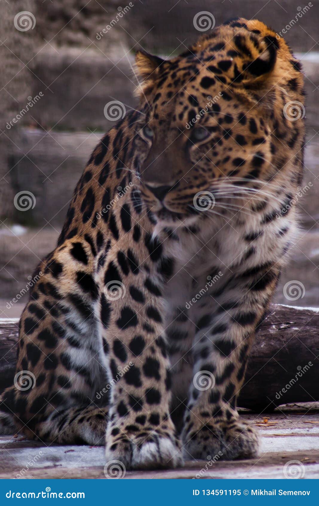 Leopard Sat Down, Disgruntled and Wary, the Pose Expressed Tension and ...