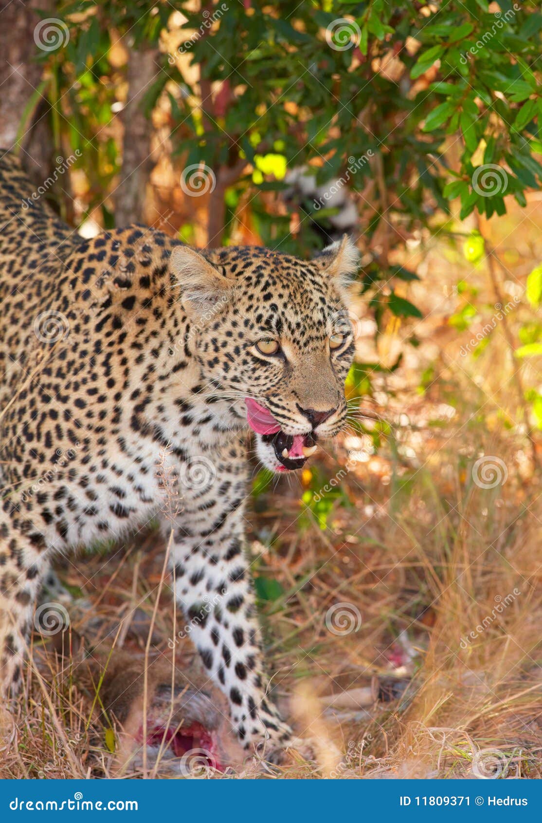 Leopard in savannah stock image. Image of nature, carnivore - 11809371