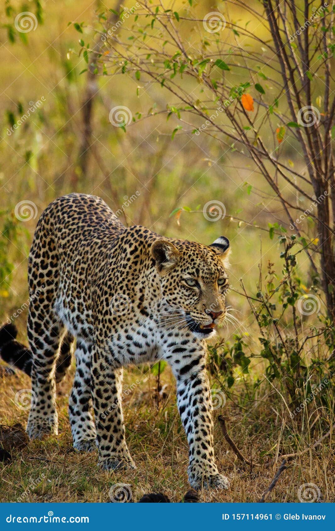 Leopard in Savannah in Botswana Stock Image - Image of savannah, africa ...