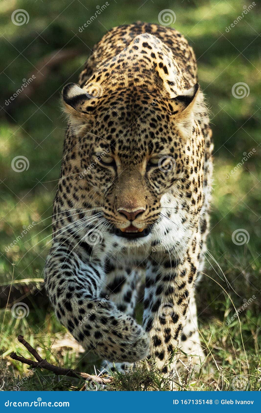 Leopard in Savannah in Kenya Stock Photo - Image of tree, nature: 167135148