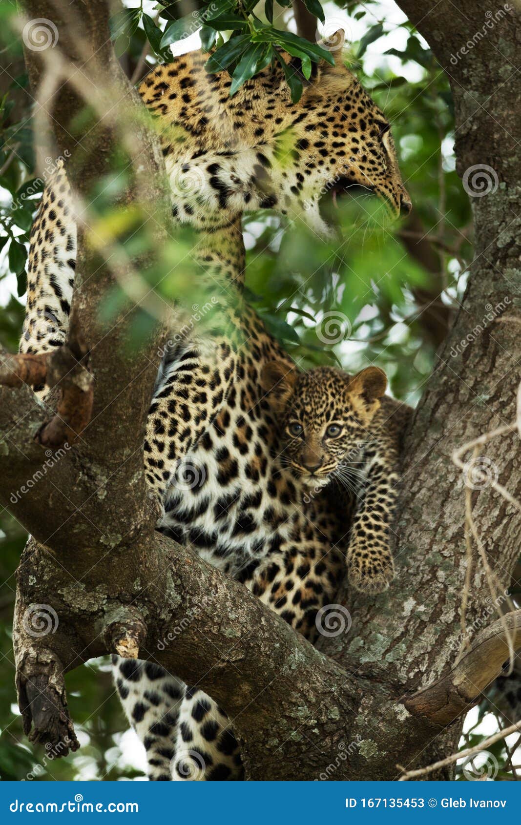 Leopard in Savannah in Kenya Stock Image - Image of tree, savannah ...