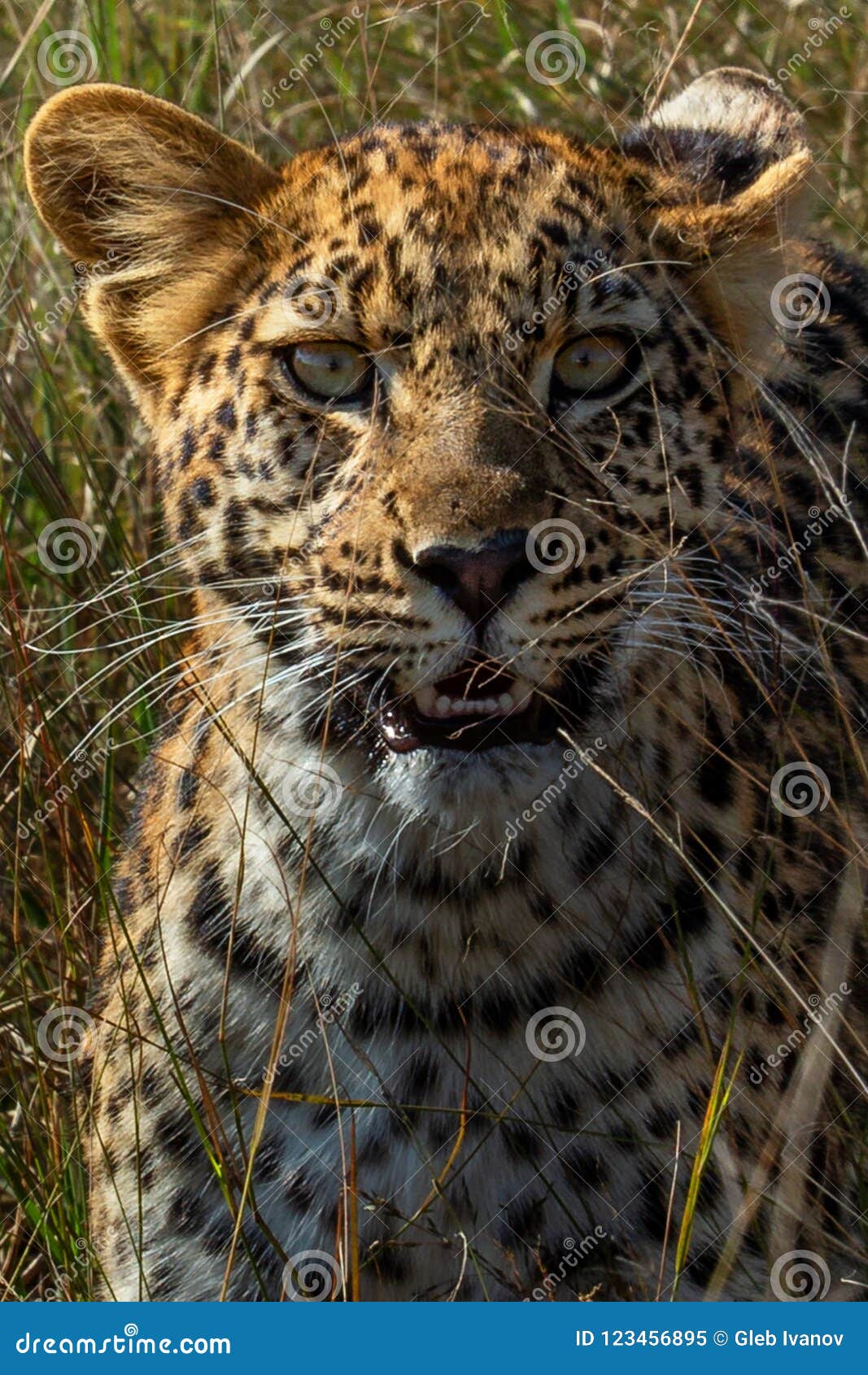 Leopard in Savannah in Namibia Stock Image - Image of bush, leopard ...
