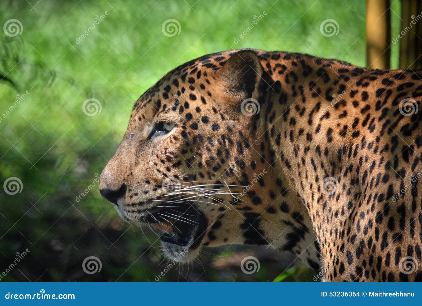 Leopard with scars stock photo. Image of panthera, fierce - 53236364