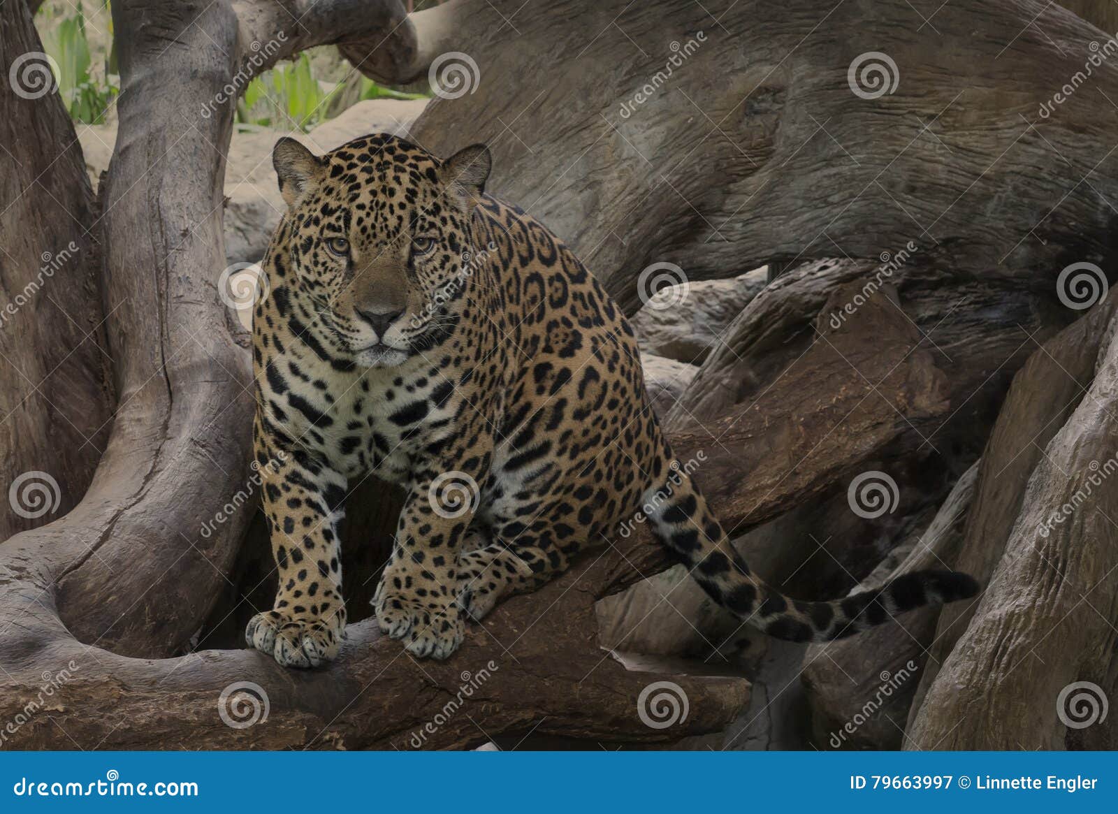 Leopard stock image. Image of animal, rica, feline, jungle - 79663997
