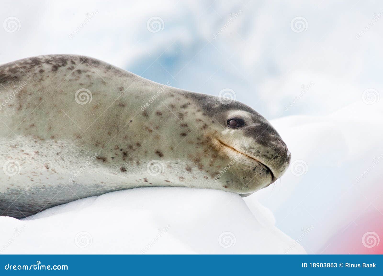 Leopard Seal stock image. Image of antarctic, predator - 18903863