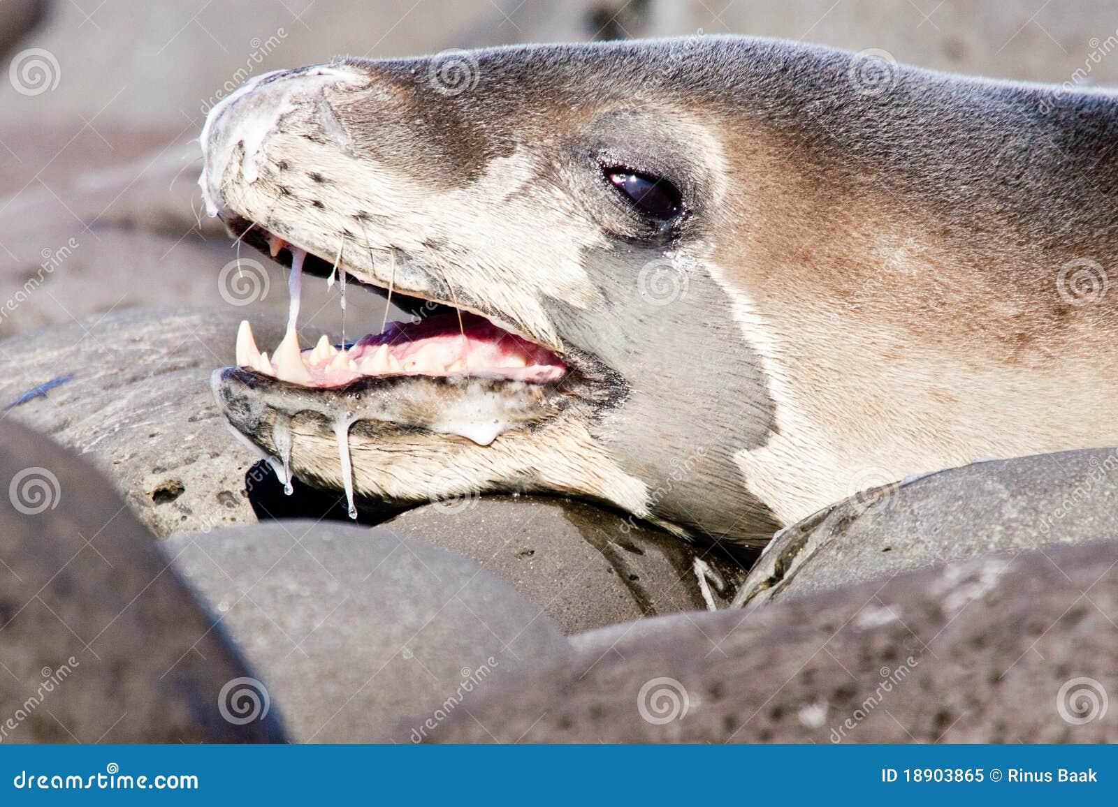 Leopard Seal stock image. Image of predator, hydrurga - 18903865