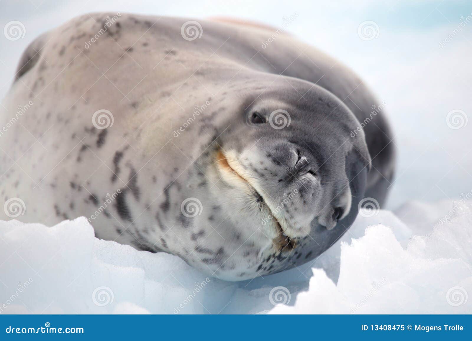 Leopard Seal Smile, Antarctica Stock Image - Image of leopard, predator ...