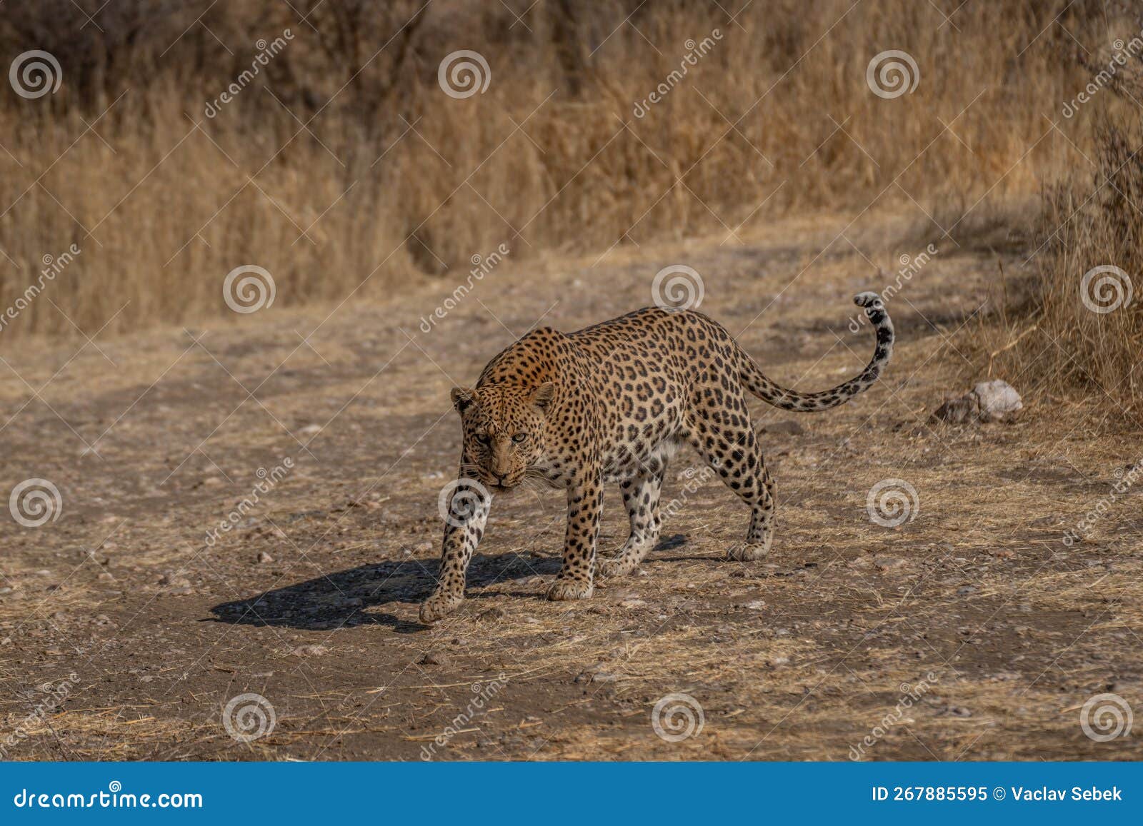 A leopard stock image. Image of africa, game, drive - 267885595