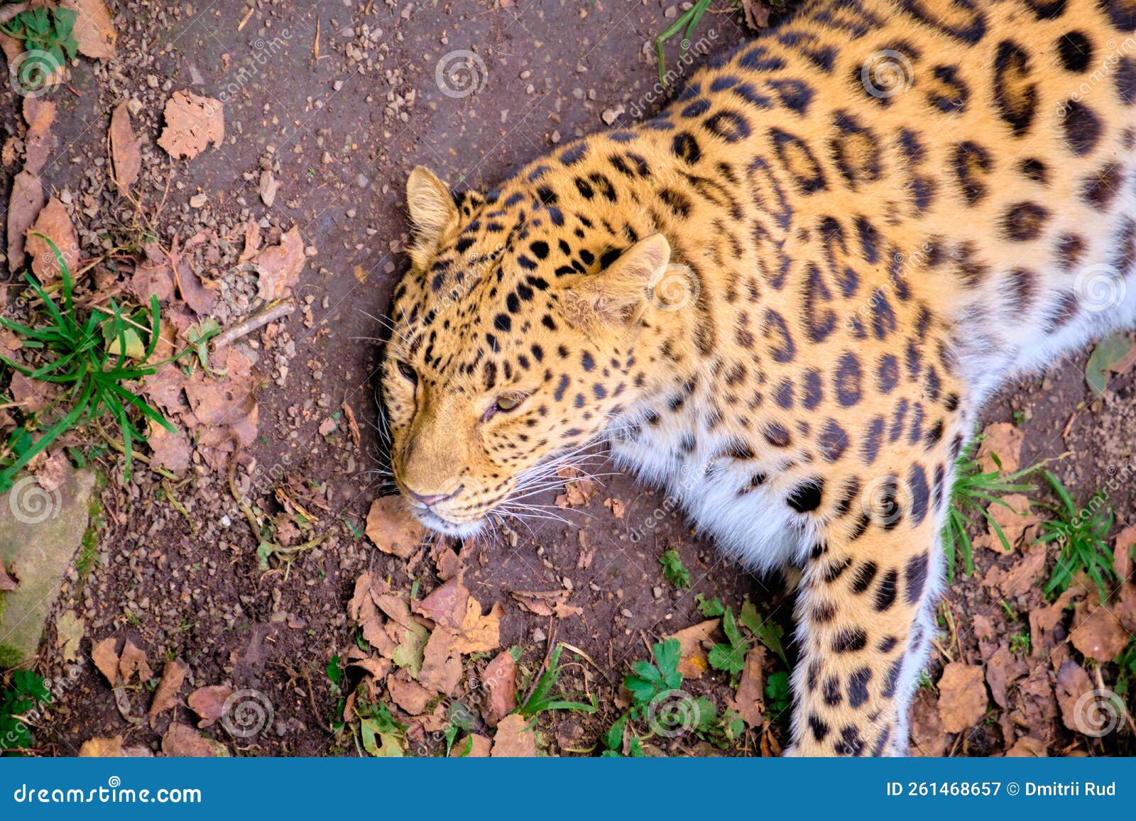 Leopard in the Seaside Safari Park Sleeps on the Ground. Stock Image ...