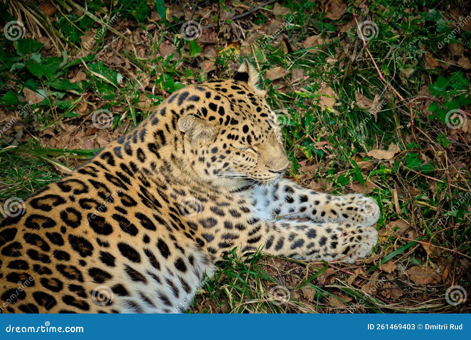 Leopard in the Seaside Safari Park Sleeps on the Ground. Stock Image ...
