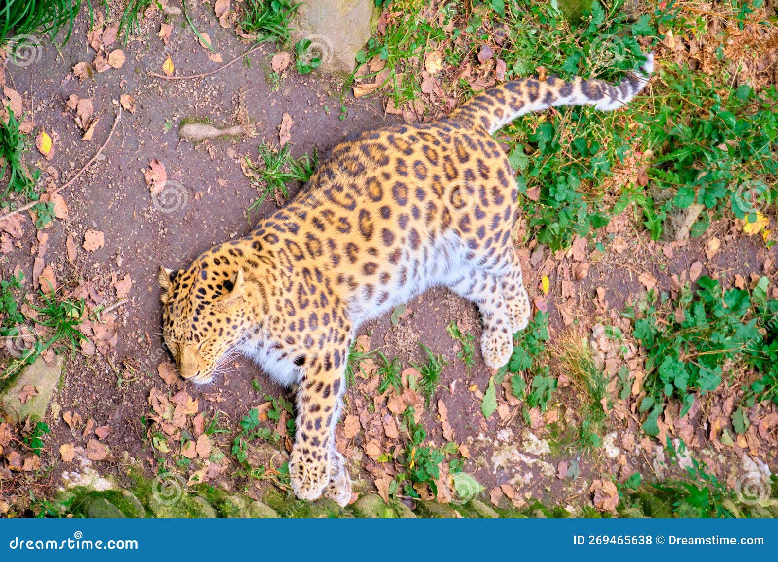 Leopard in the Seaside Safari Park Sleeps on the Ground. Stock Photo ...