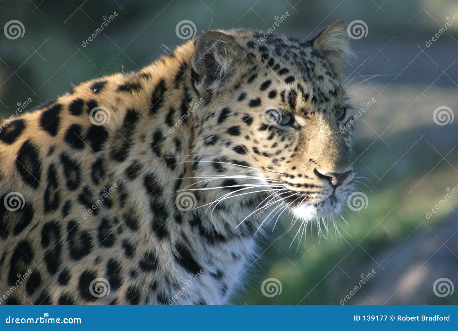 Leopard in the Shade stock image. Image of single, rare - 139177