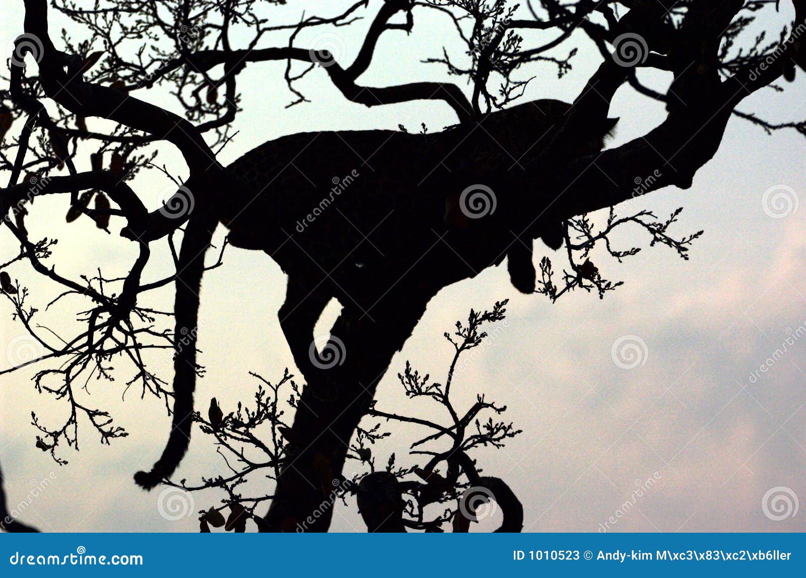 Leopard shadow stock image. Image of leopards, holiday - 1010523