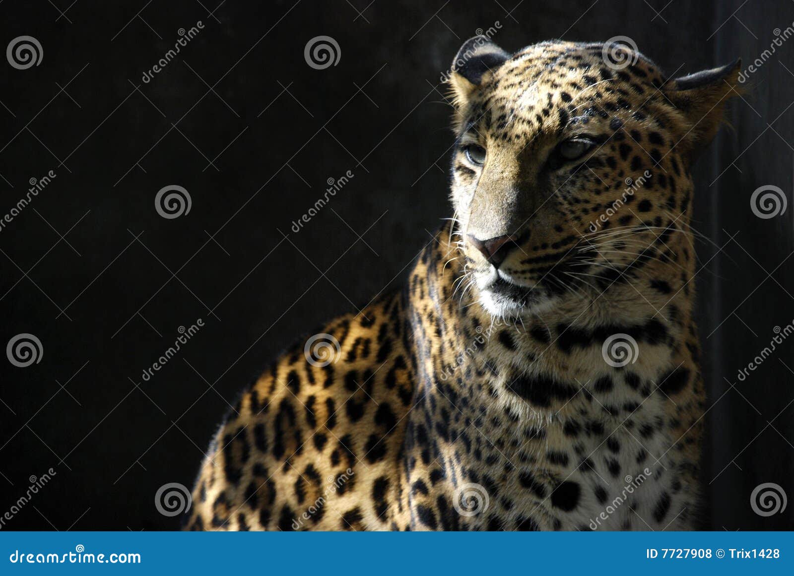Leopard in shadows stock photo. Image of markings, carnivore - 7727908