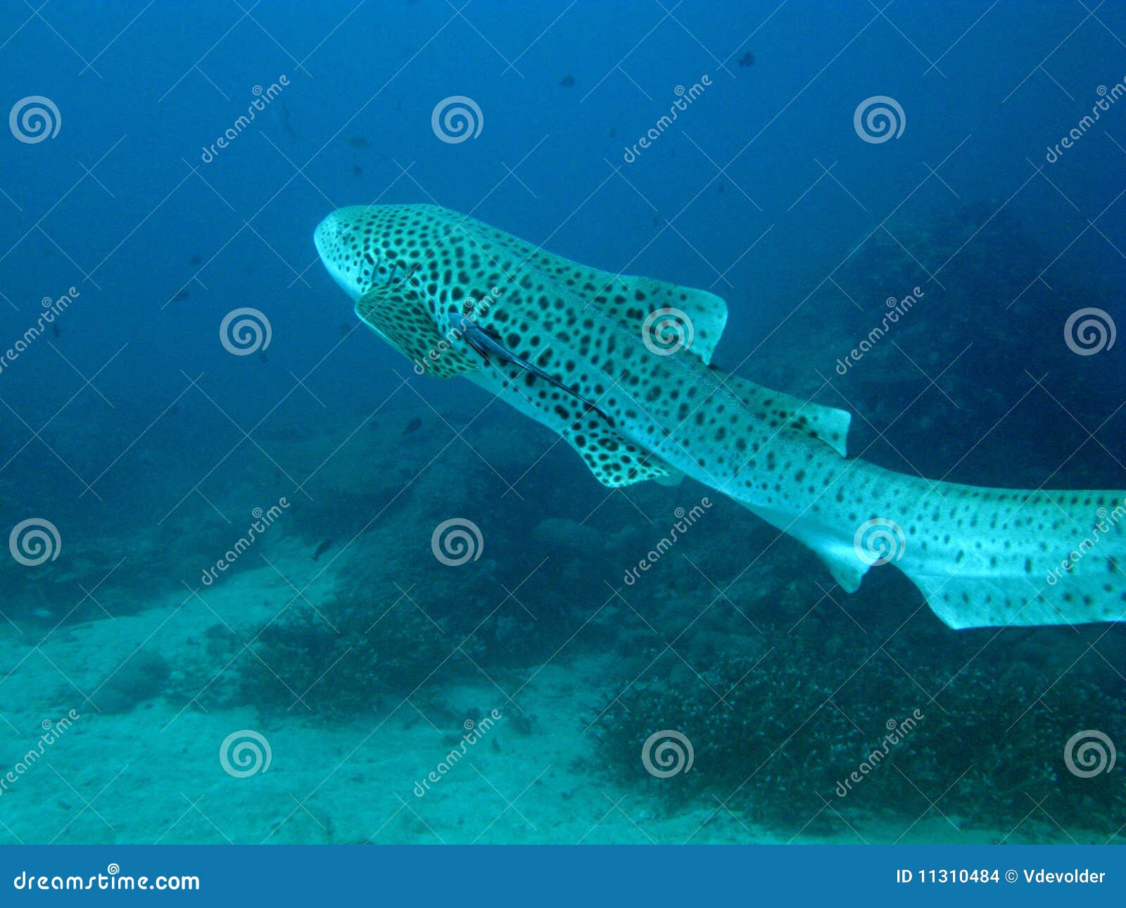 Leopard shark. stock photo. Image of fishing, ecology - 11310484