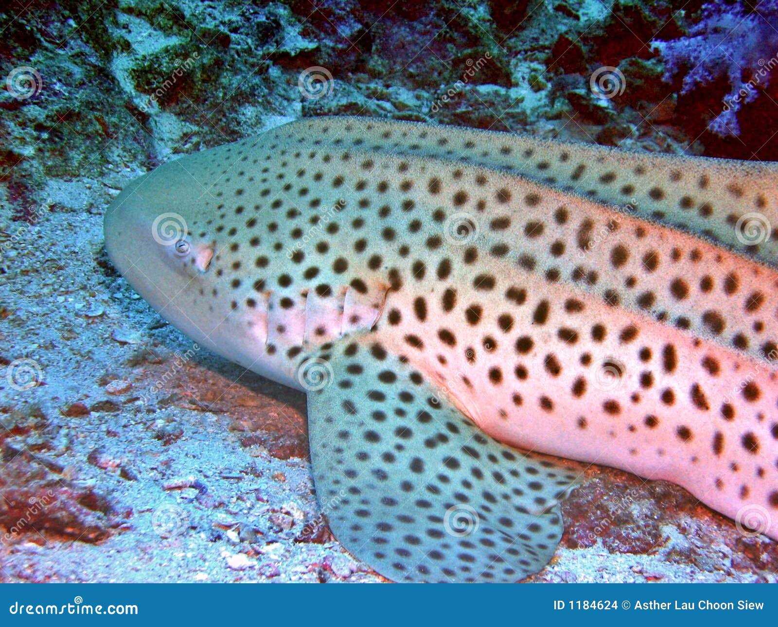 Leopard Shark stock photo. Image of leopard, unique, marine - 1184624