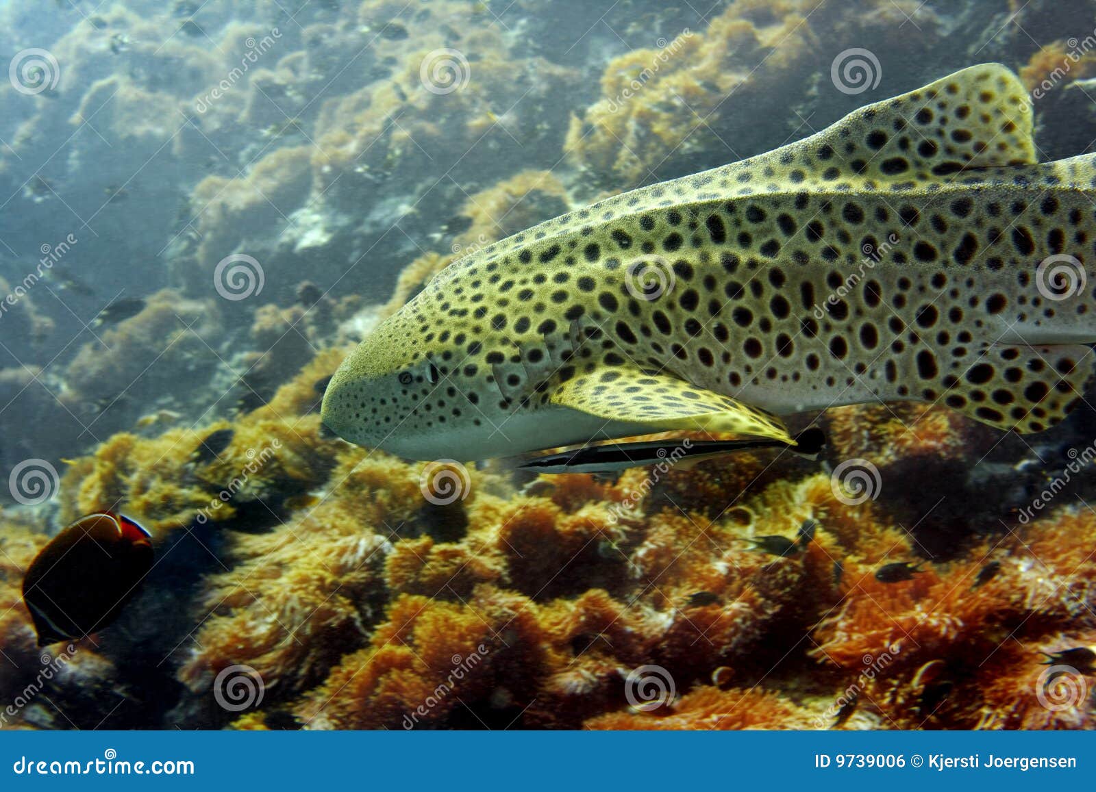 Leopard shark stock photo. Image of sharkbite, shark, asia - 9739006