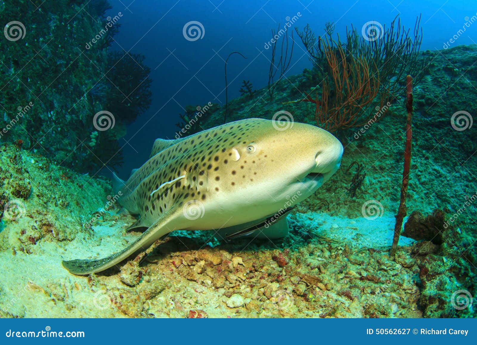 Leopard Shark Or Zebra Shark. This Shark Got Its Name Because It Has A ...