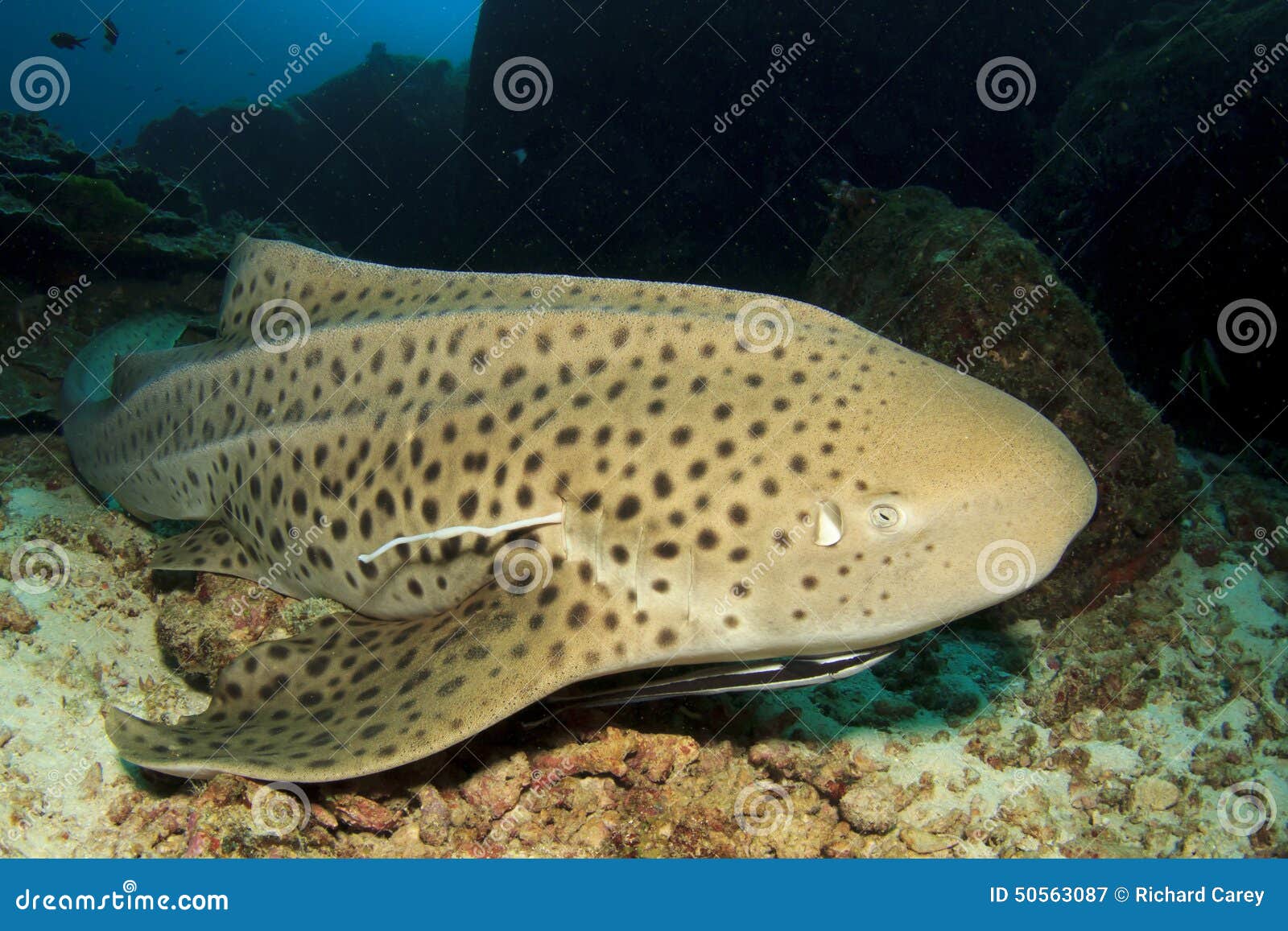 Leopard Shark Or Zebra Shark. This Shark Got Its Name Because It Has A ...