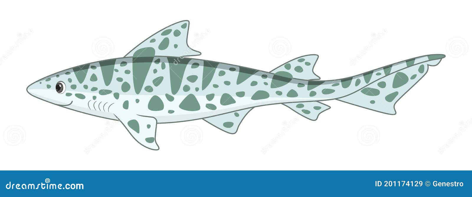 Leopard Shark Drawing