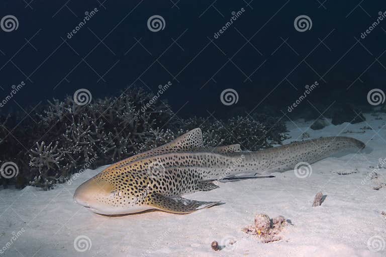 Leopard Shark Sleeping on on Sand Underwater in Oc Stock Image - Image ...