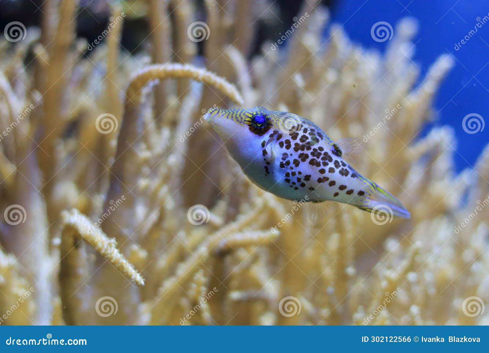 Leopard sharpnose puffer stock photo. Image of fish - 302122566