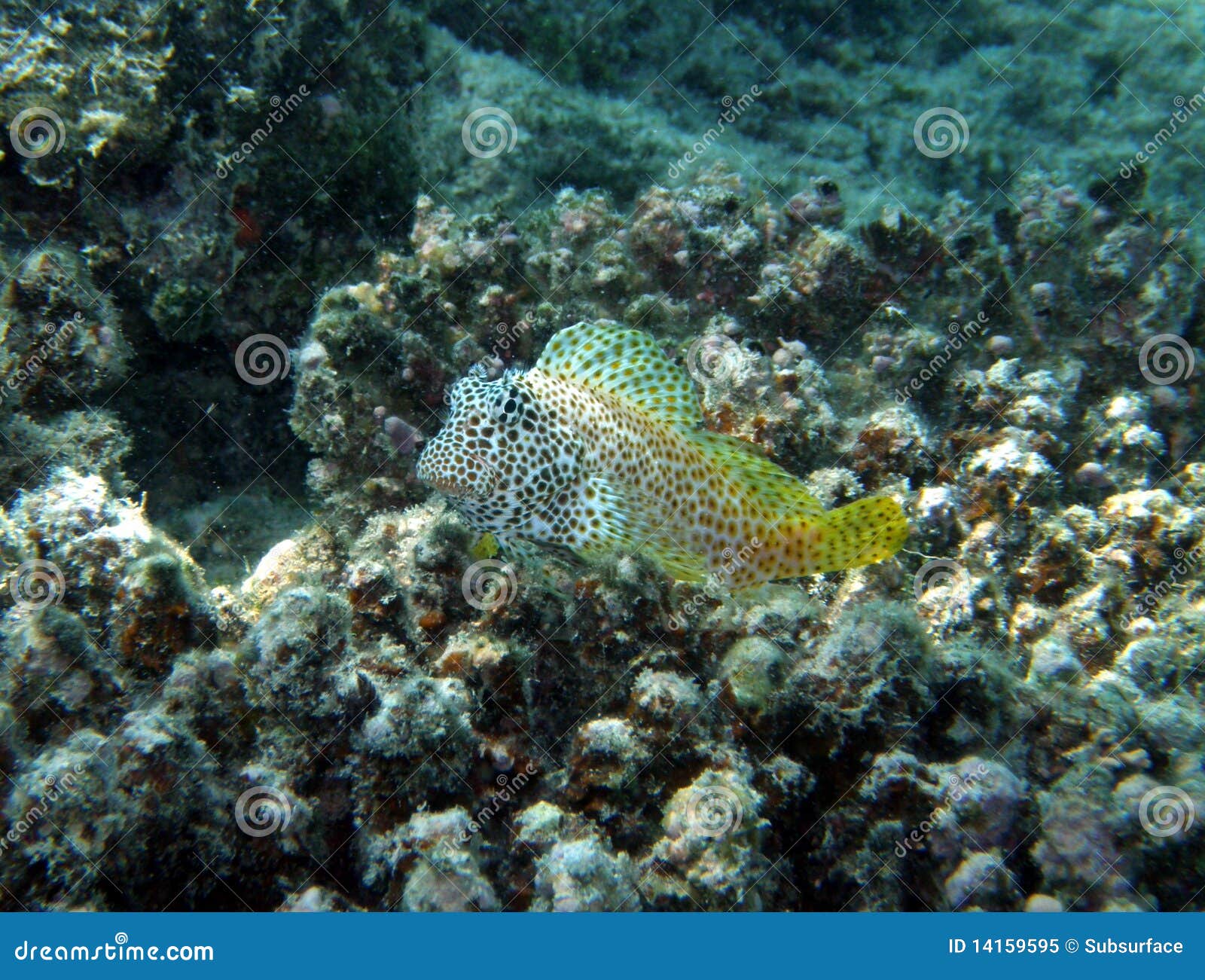 Leopard or Shortbodied Blenny Fiji Stock Image - Image of underwater ...