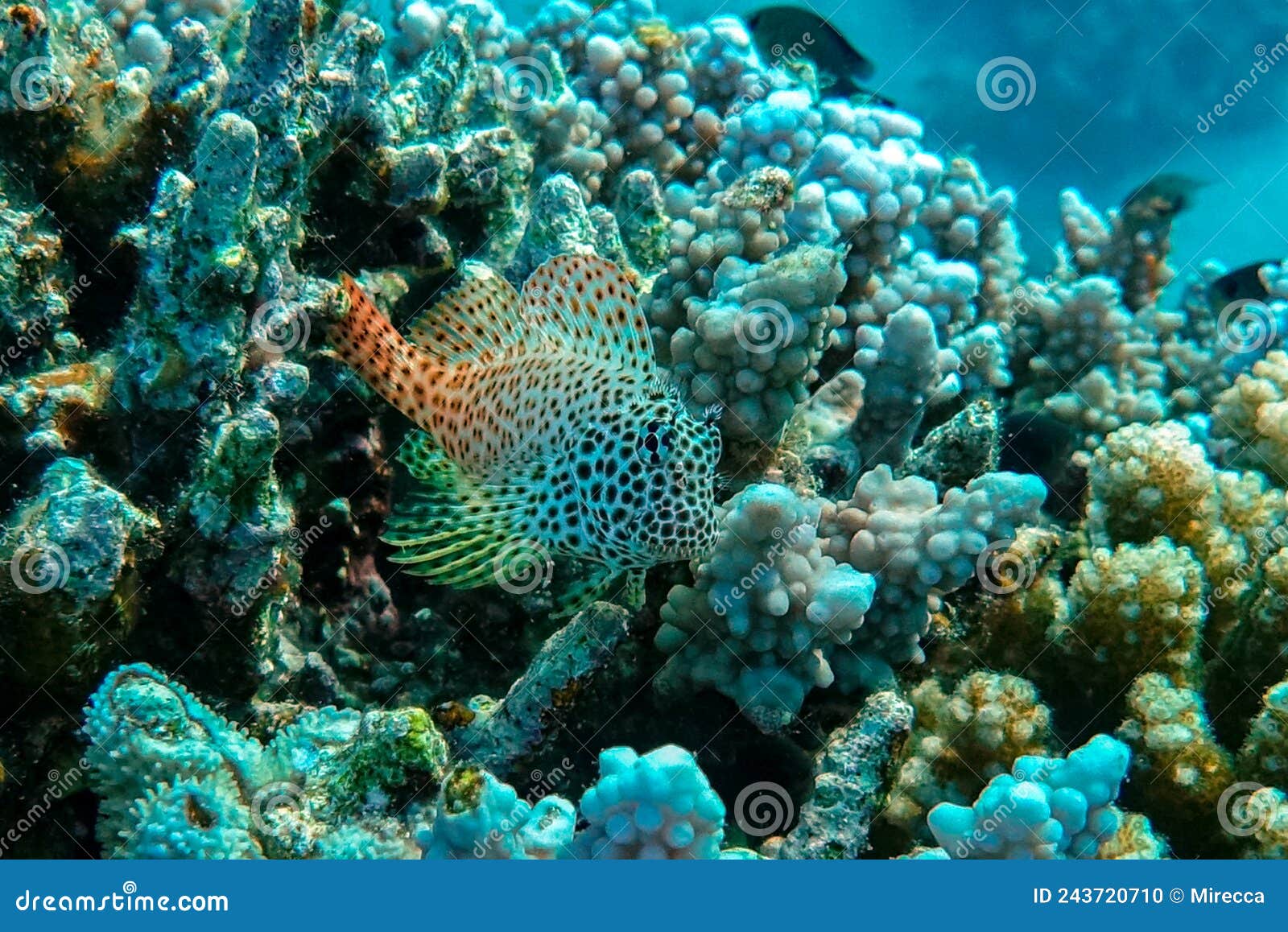 Leopard or Shortbodied Blenny Fish, Red Sea Stock Photo - Image of ...