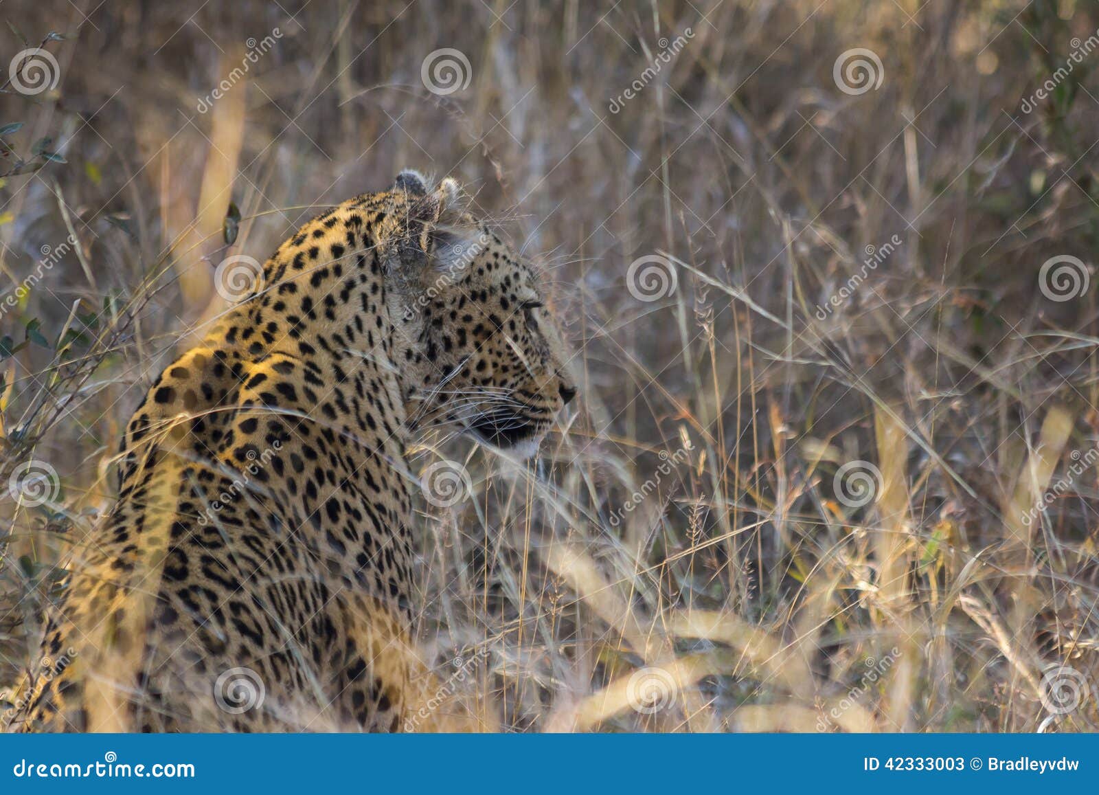 Leopard Side Profile in Long Grass 1 Stock Image - Image of animal ...