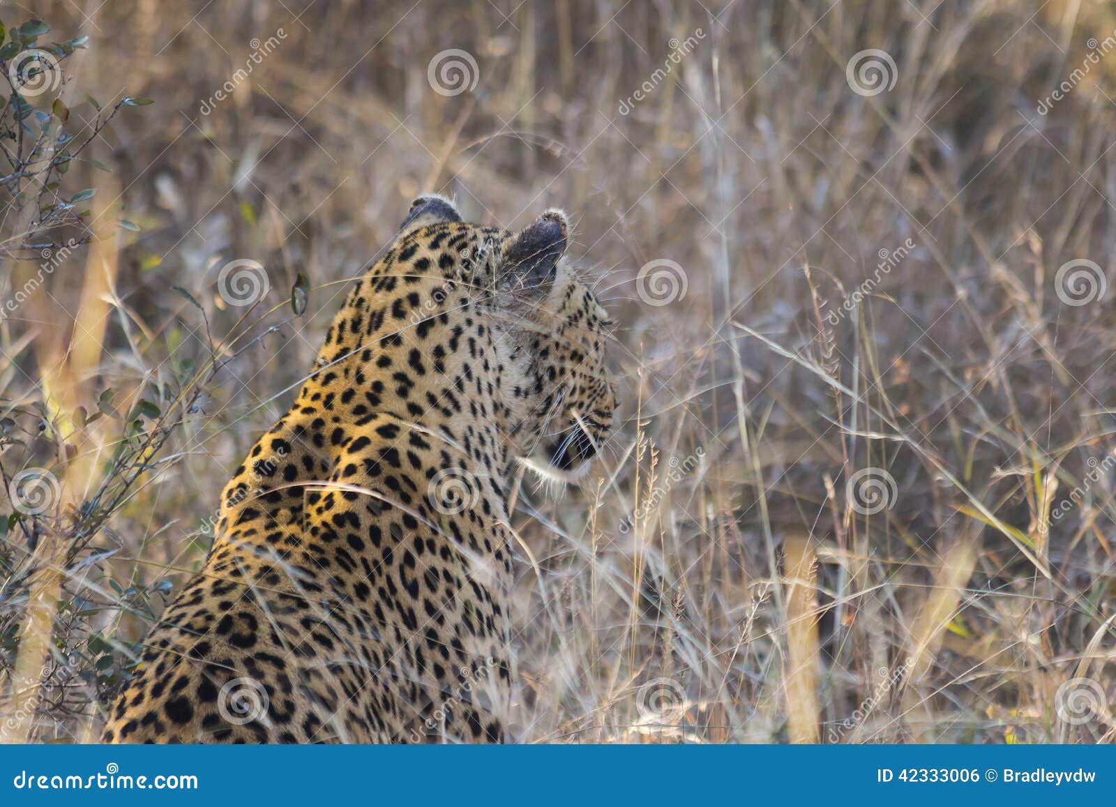 Leopard Side Profile in Long Grass 2 Stock Photo - Image of grass ...