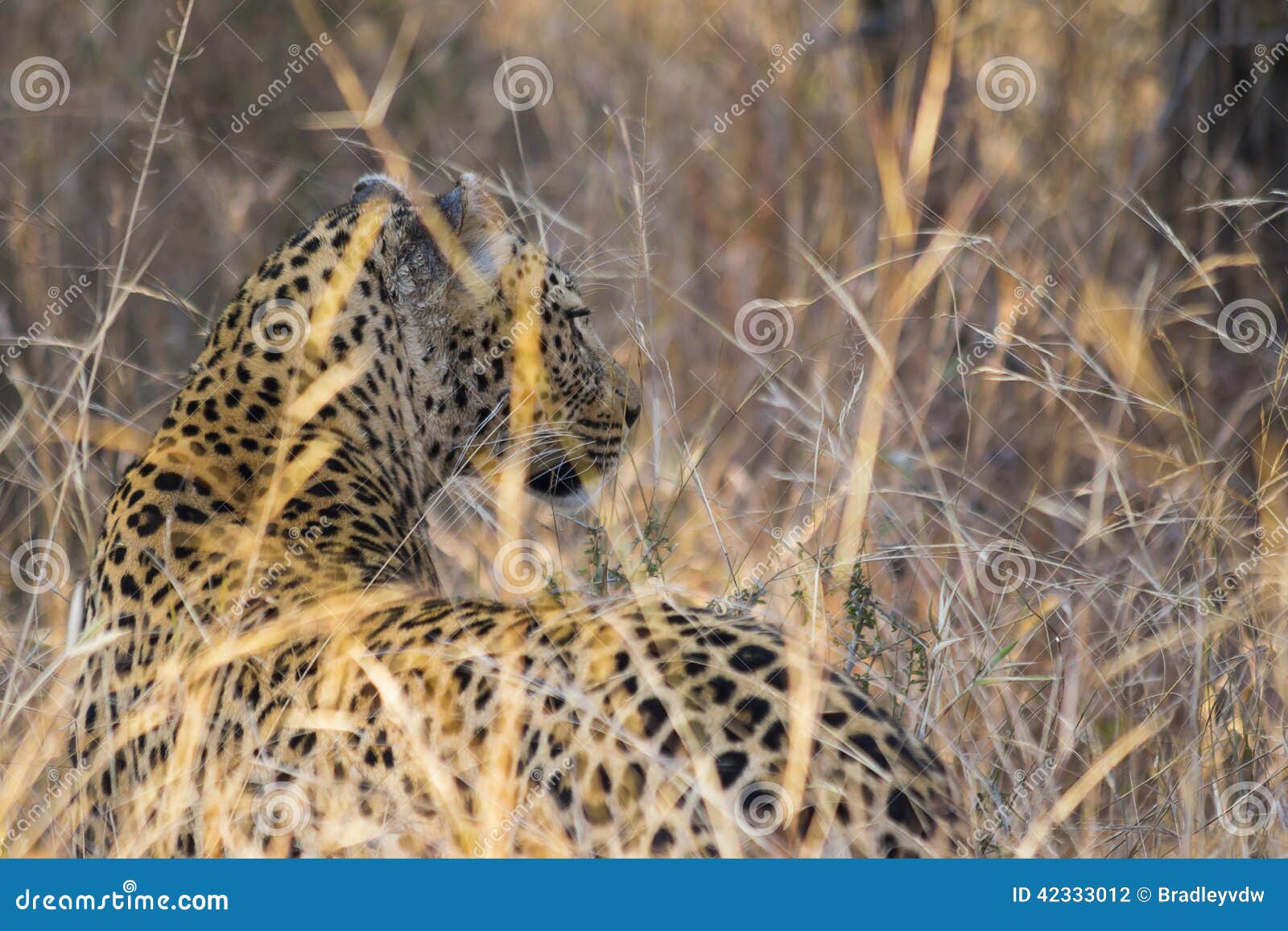 Leopard Side Profile in Long Grass 4 Stock Photo - Image of grass ...