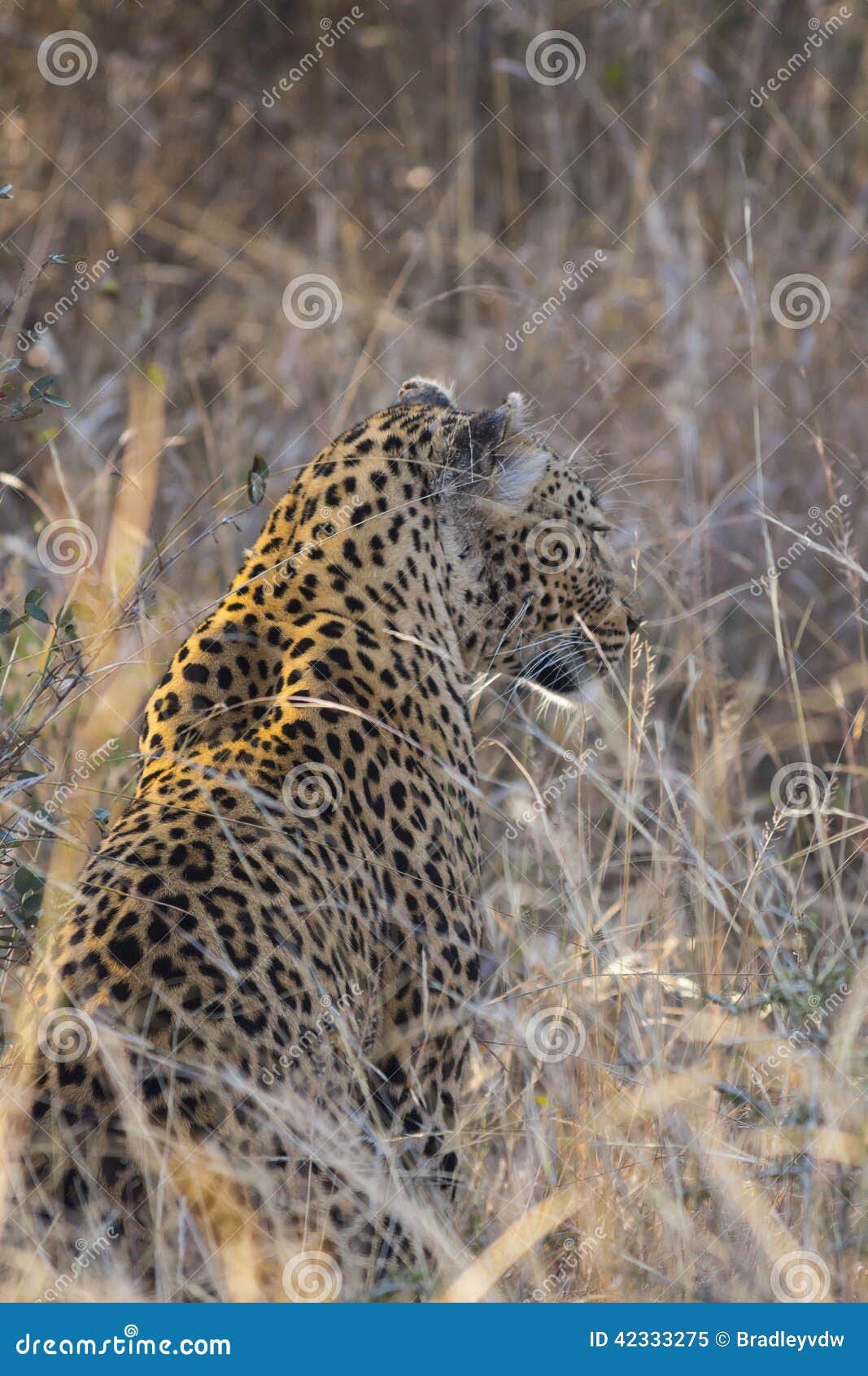 Leopard Side Profile in Long Grass 3 Stock Image - Image of national ...