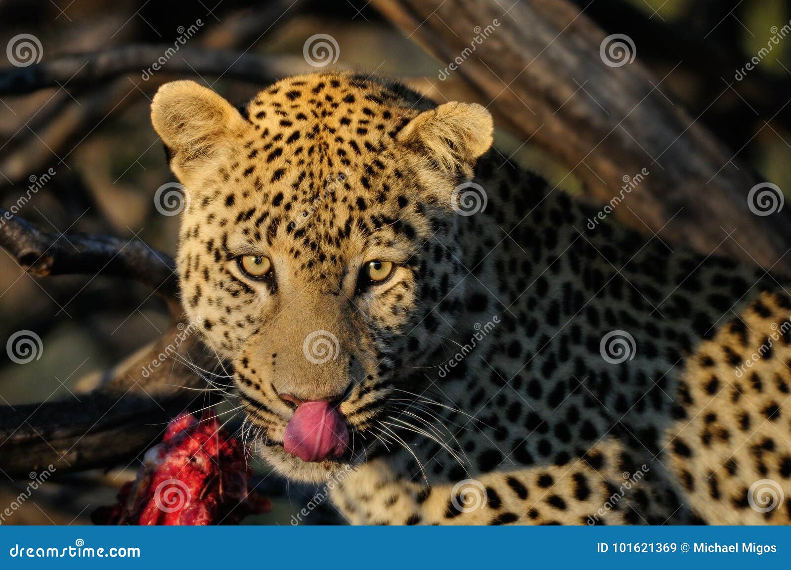 Leopard Sit in the Tree with Meat, Namibia Stock Image - Image of head ...