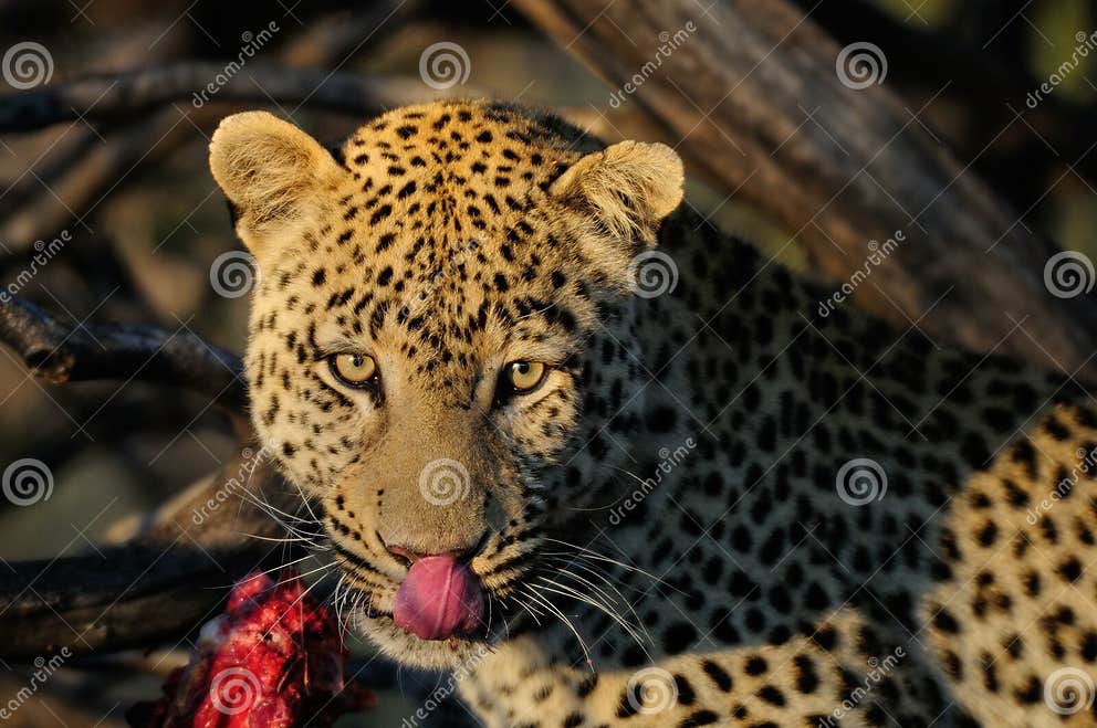 Leopard Sit in the Tree with Meat, Namibia Stock Image - Image of head ...