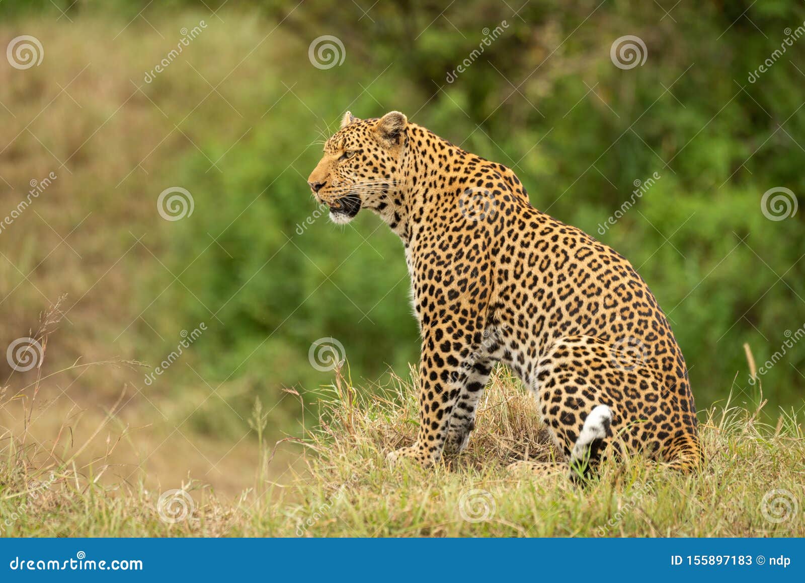 Leopard Sits on Grass Bank Looking Left Stock Image - Image of feline ...