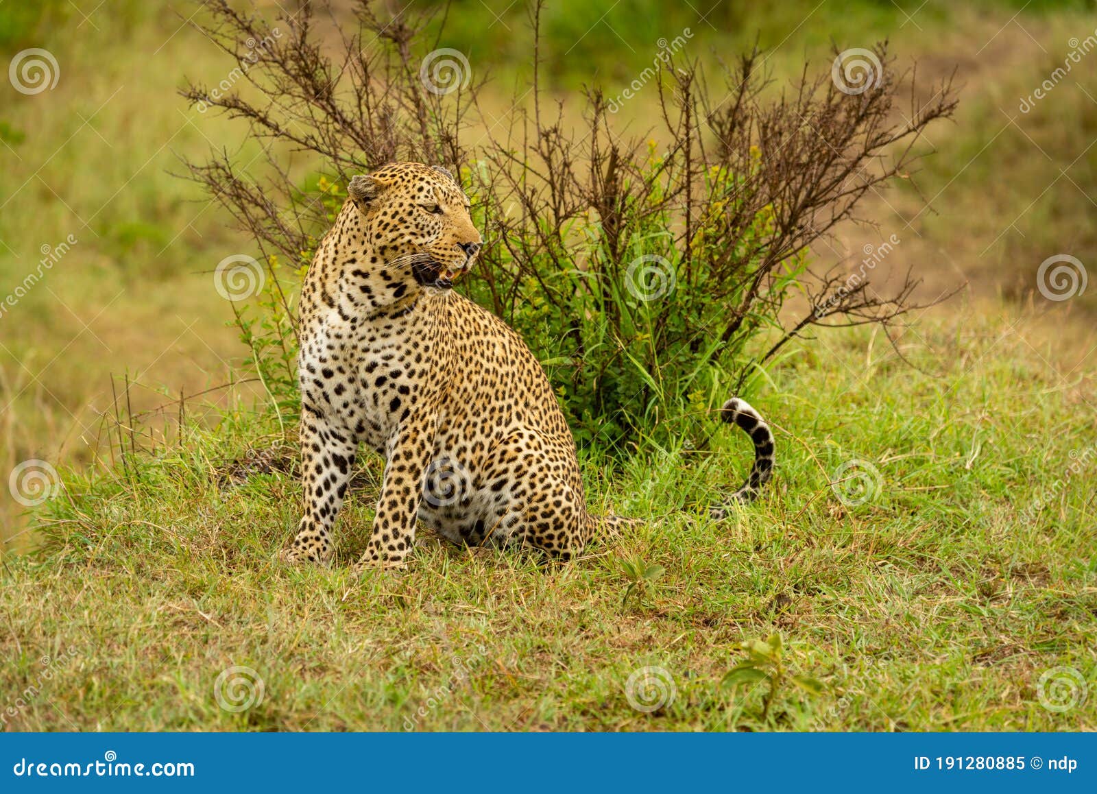 Leopard Sits on Grassy Bank Looking Right Stock Image - Image of safari ...
