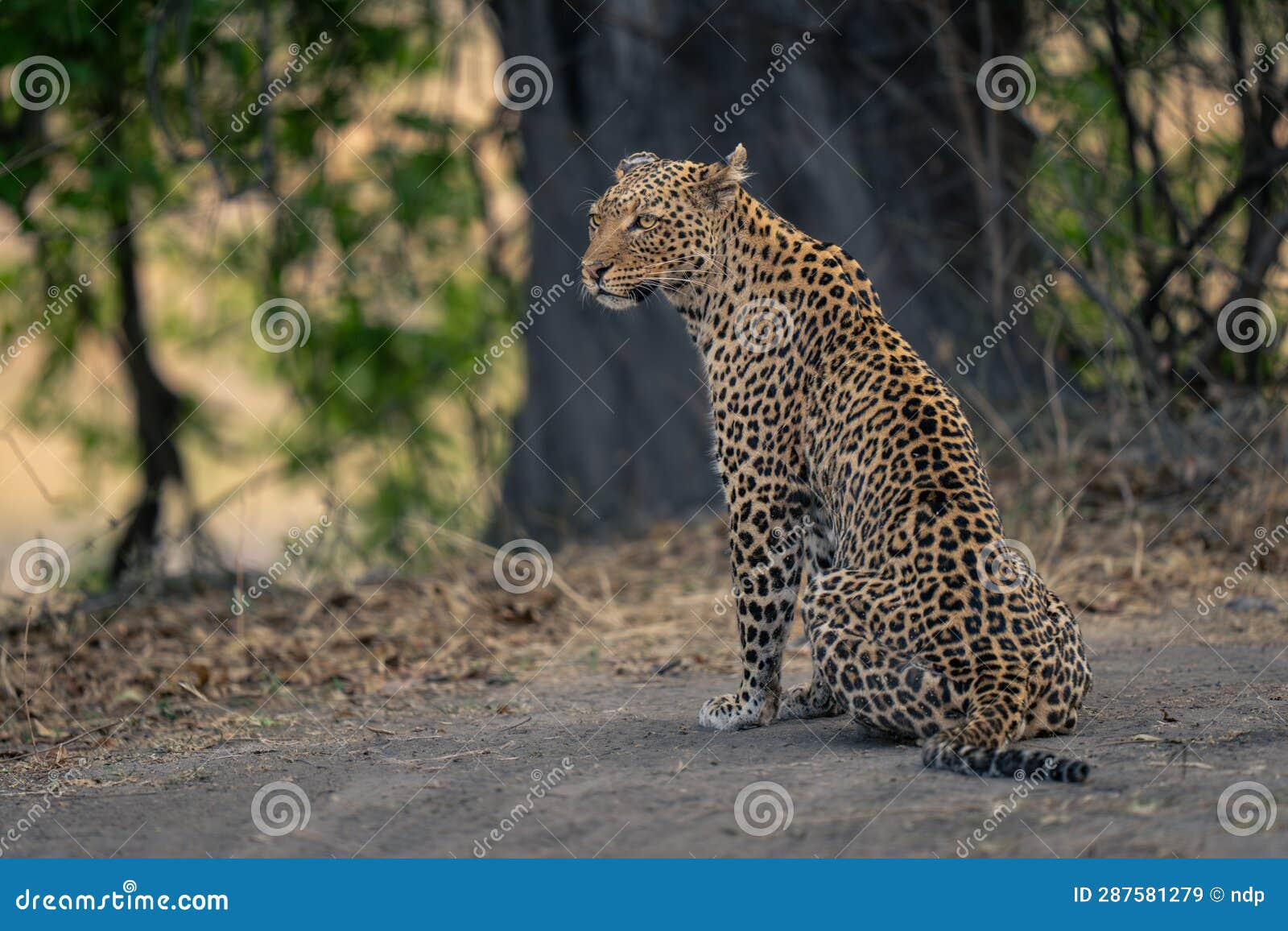 Leopard Sits on Sandy Ground Turning Head Stock Image - Image of park ...