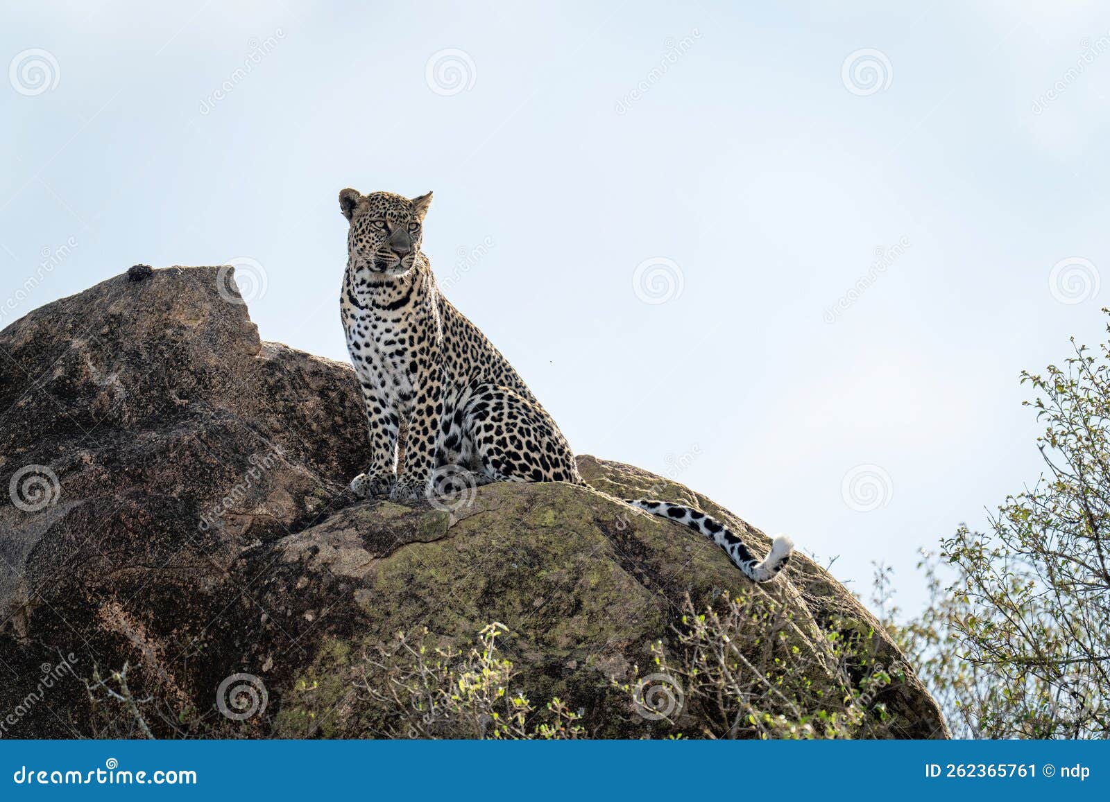 Leopard Sits Turning Head on Sunlit Rock Stock Image - Image of leopard ...
