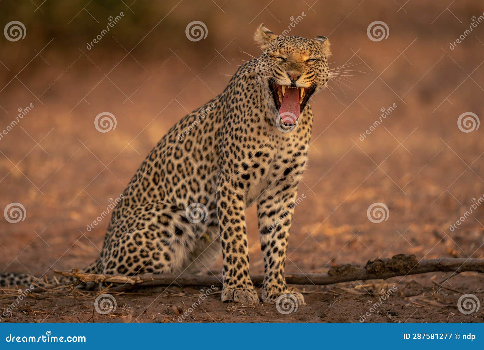 Leopard Sits Yawning on Sand by Log Stock Image - Image of travel ...