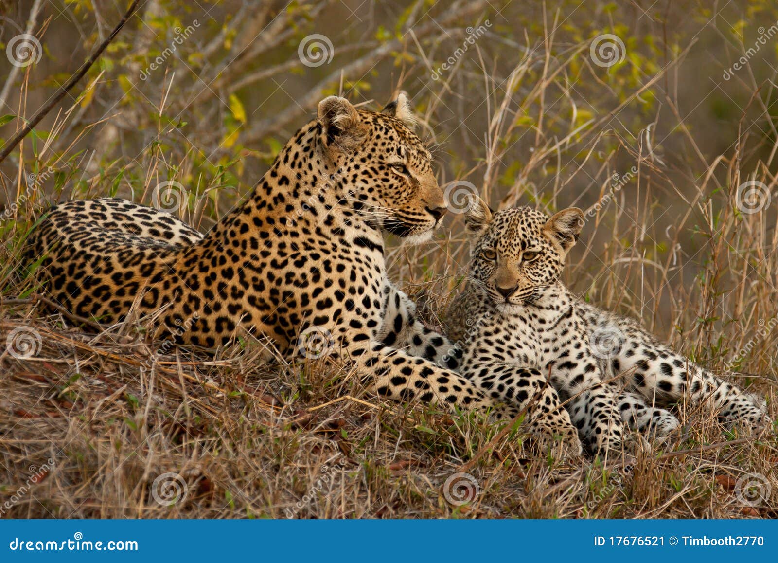 Leopard with sitting cub stock image. Image of mammal - 17676521