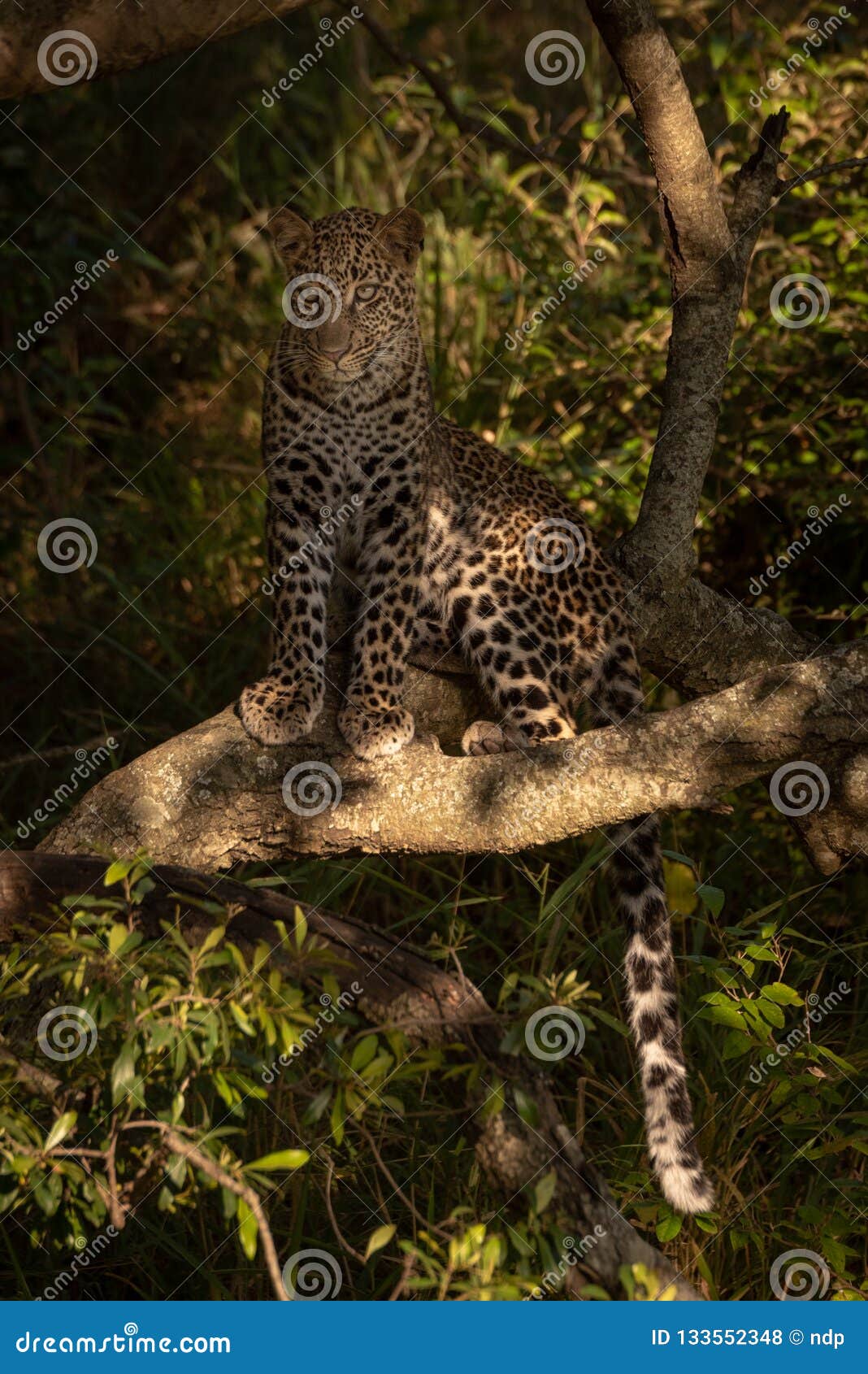 Leopard Sitting in Dappled Sunshine on Branch Stock Photo - Image of ...