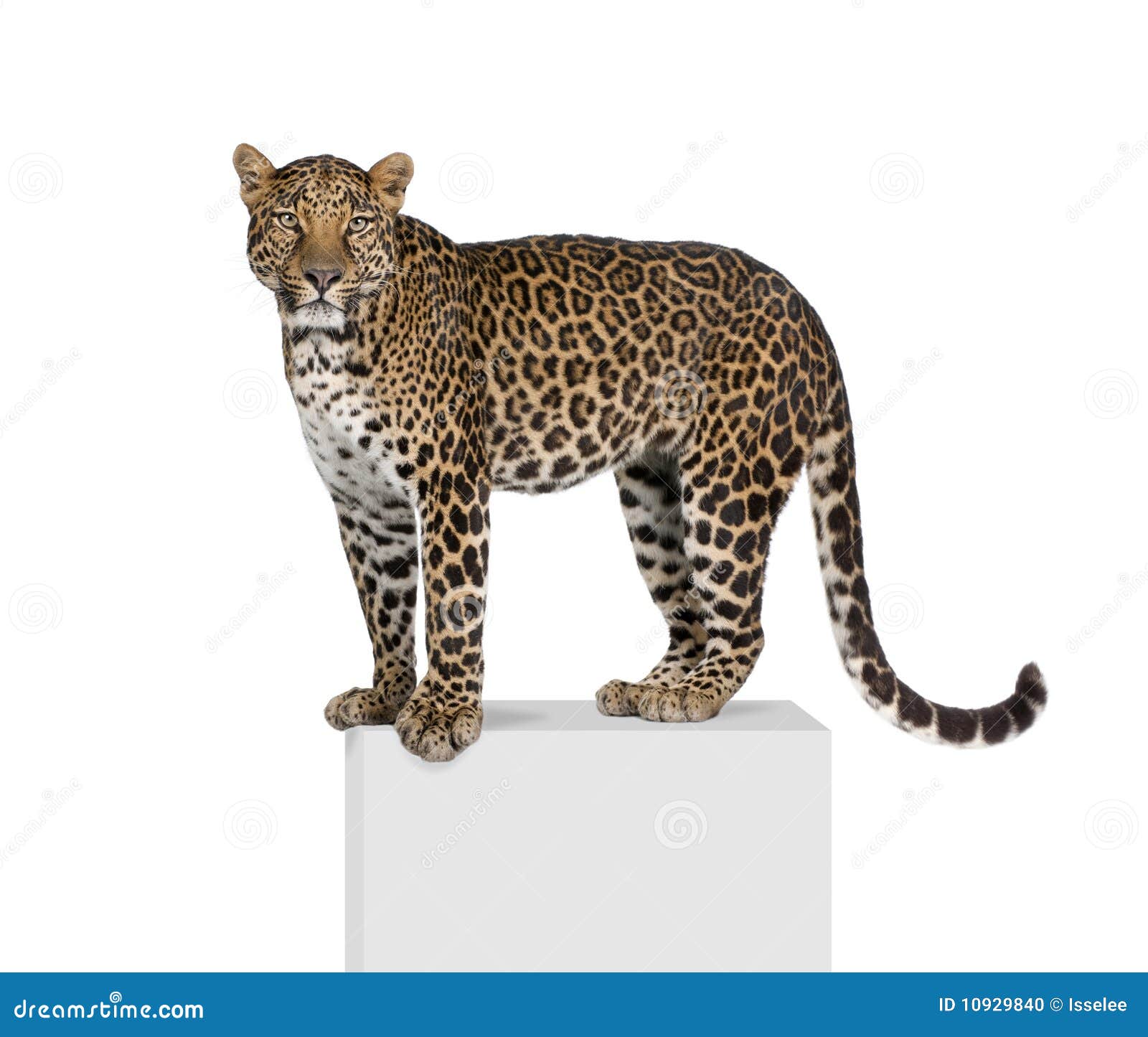 Leopard Sitting in Front of a White Background Stock Photo - Image of ...