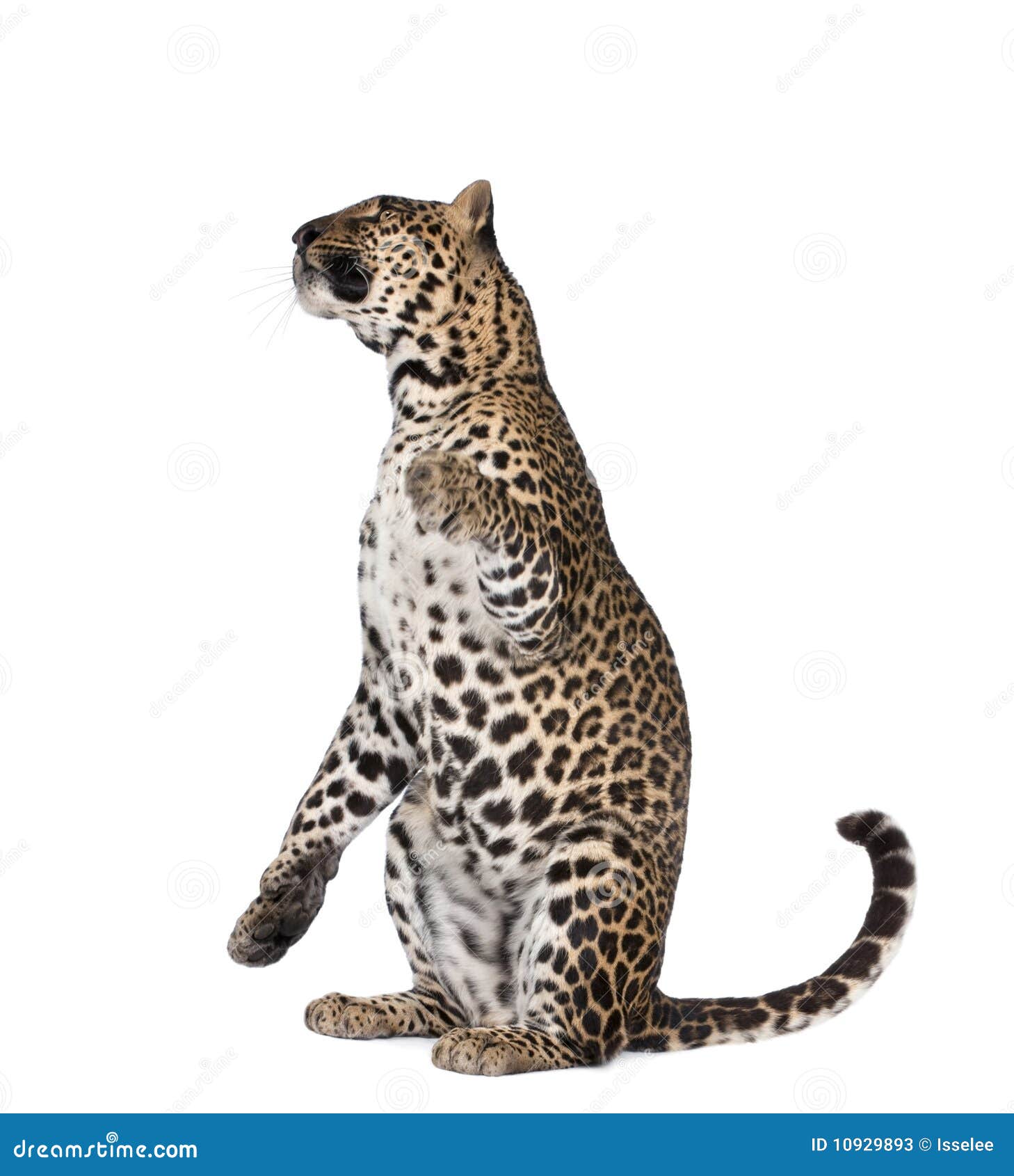 Leopard Sitting In Front Of A White Background Stock Image - Image of ...