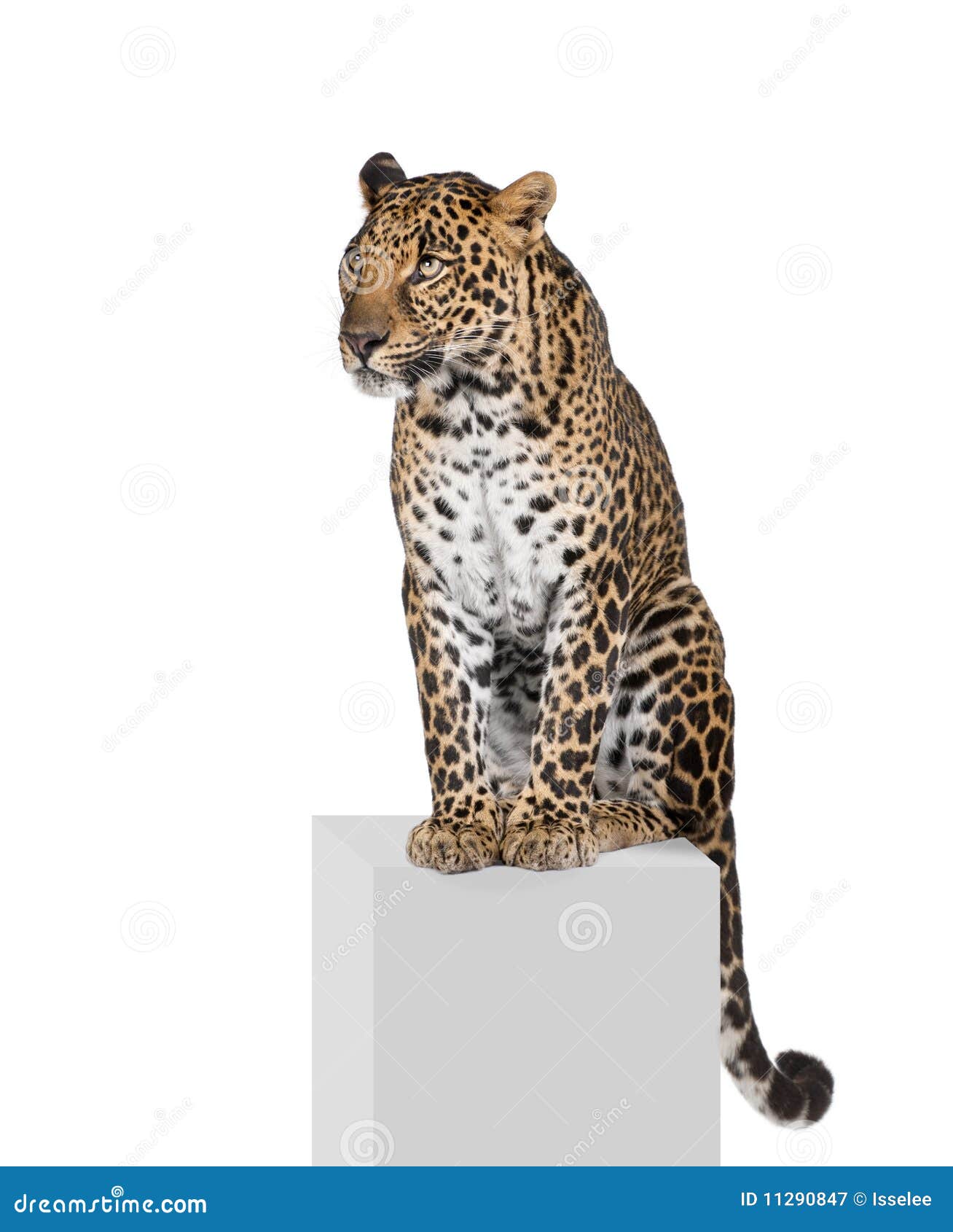 Leopard Sitting in Front of White Background Stock Image - Image of ...