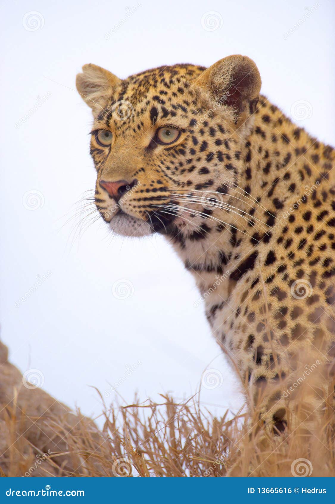Leopard Sitting In The Grass Stock Photo - Image of resting, africa ...