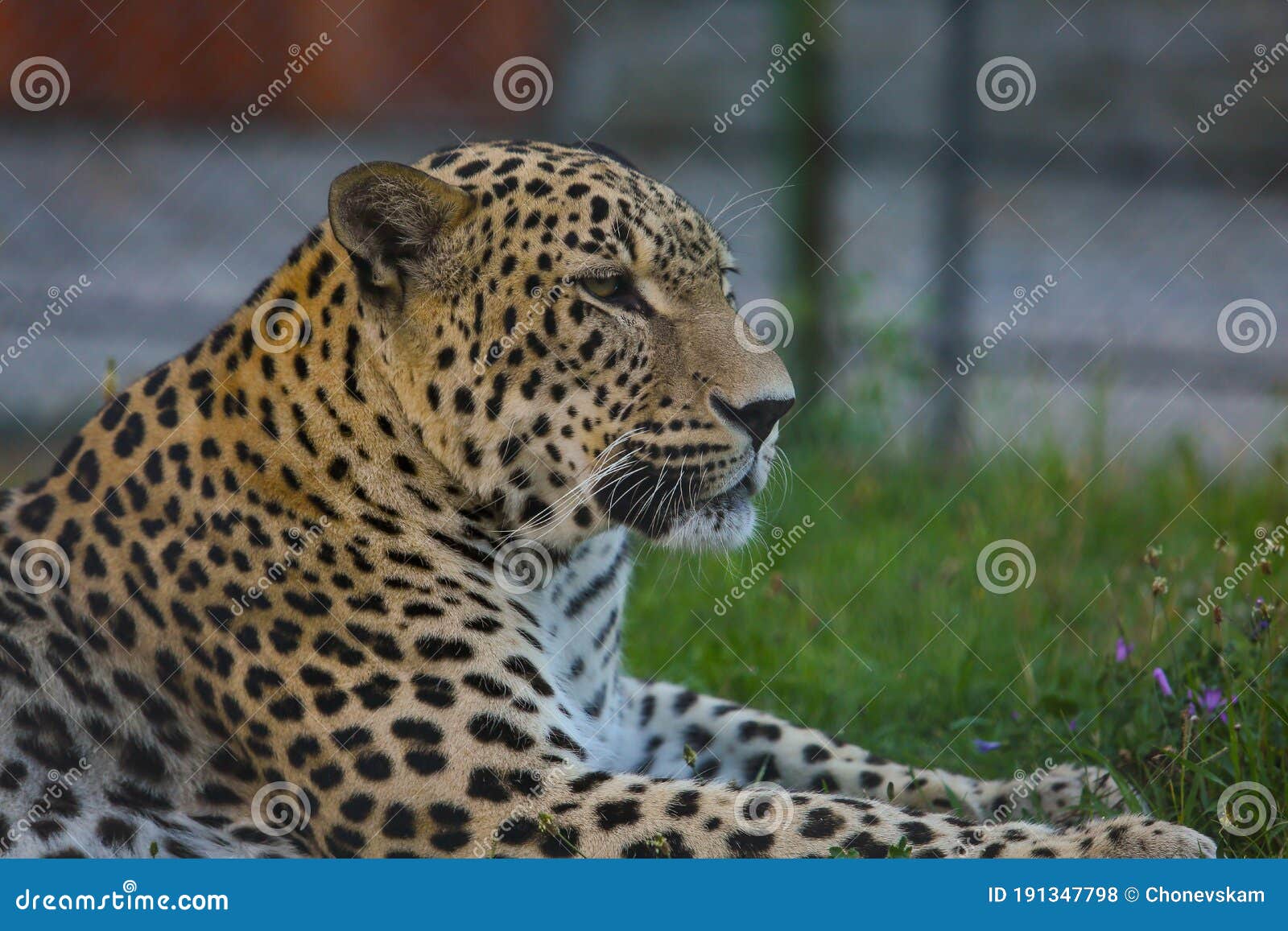 Leopard is Sitting and Posing Stock Photo - Image of pardus, looking ...