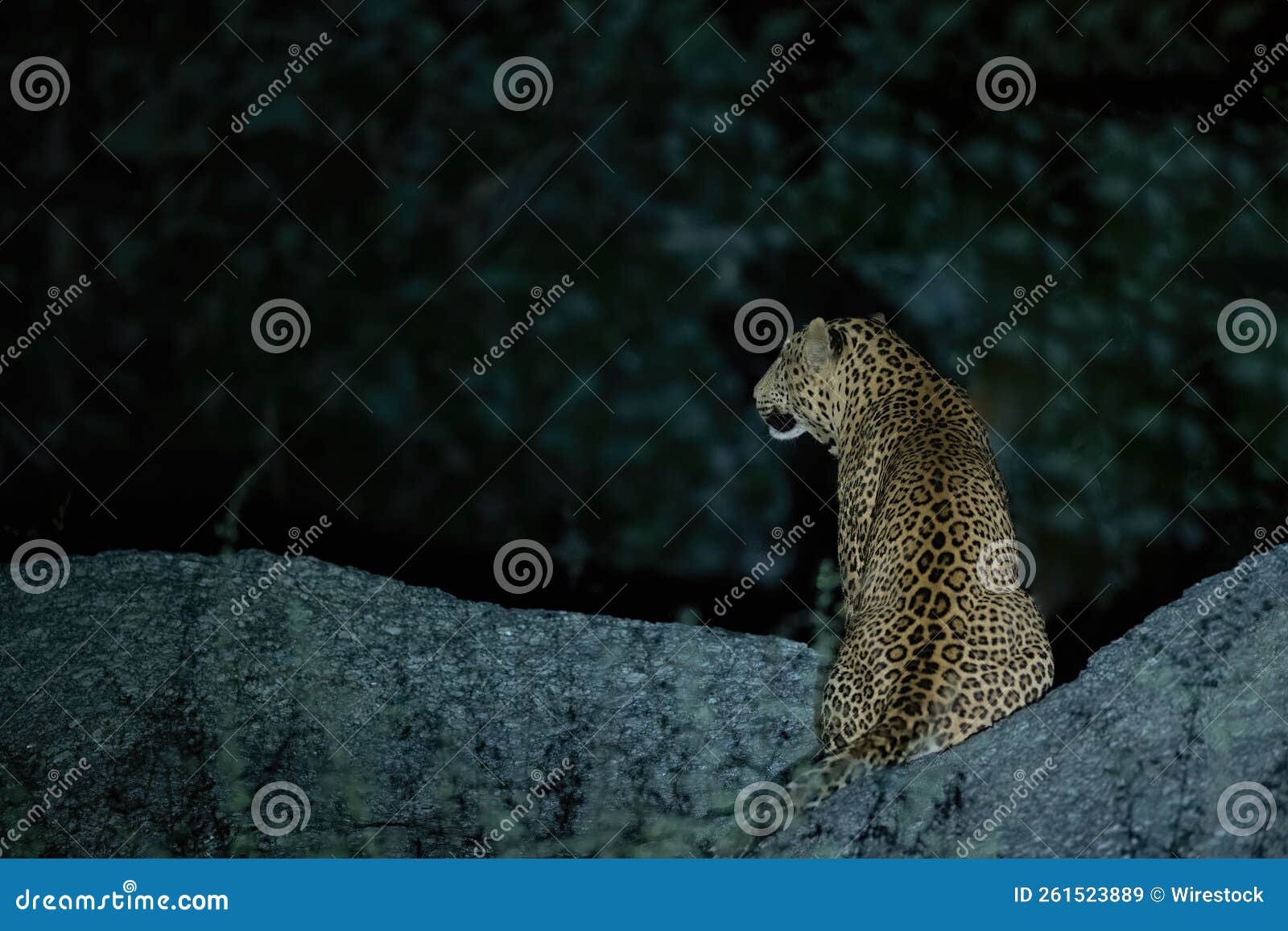 Leopard Sitting on the Rock, Shot from Back Stock Image - Image of ...