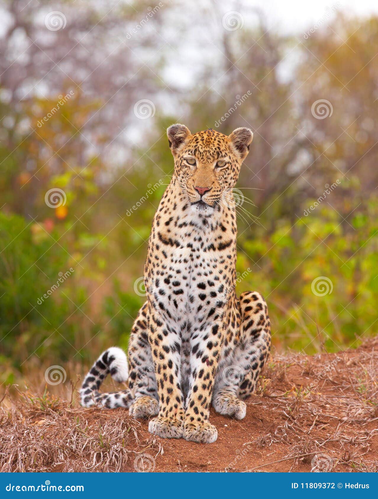 Leopard Sitting in Savannah Stock Photo - Image of habitat, savannah ...