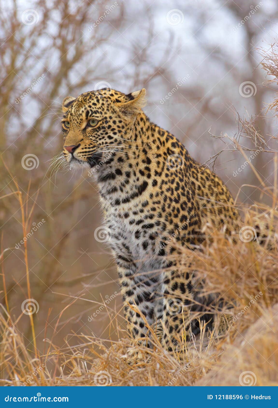 Leopard Sitting in Savannah Stock Photo - Image of large, savanna: 12188596